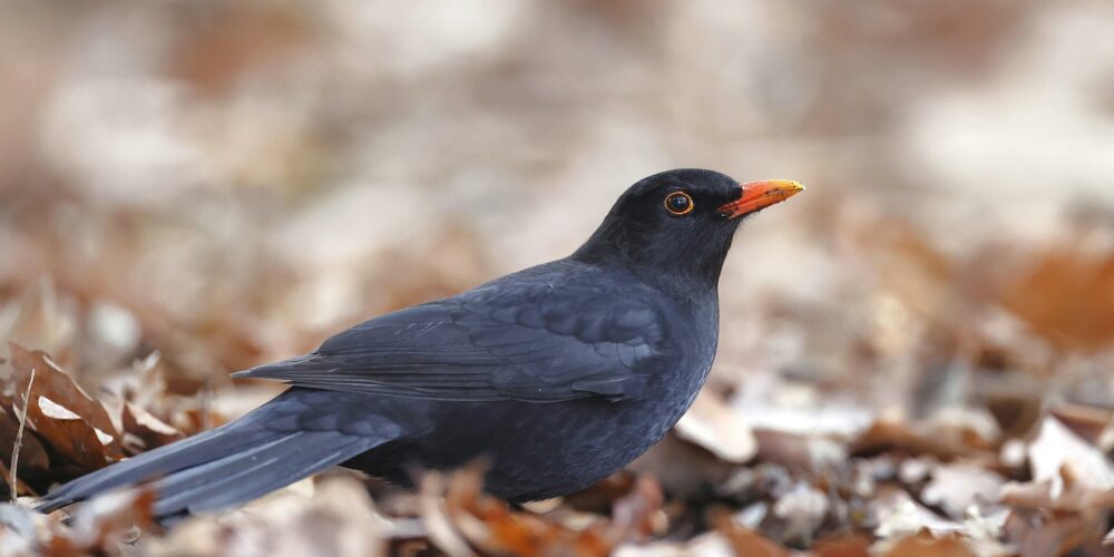 Die Amsel - Beliebte Sängerin - Vogel der Woche
