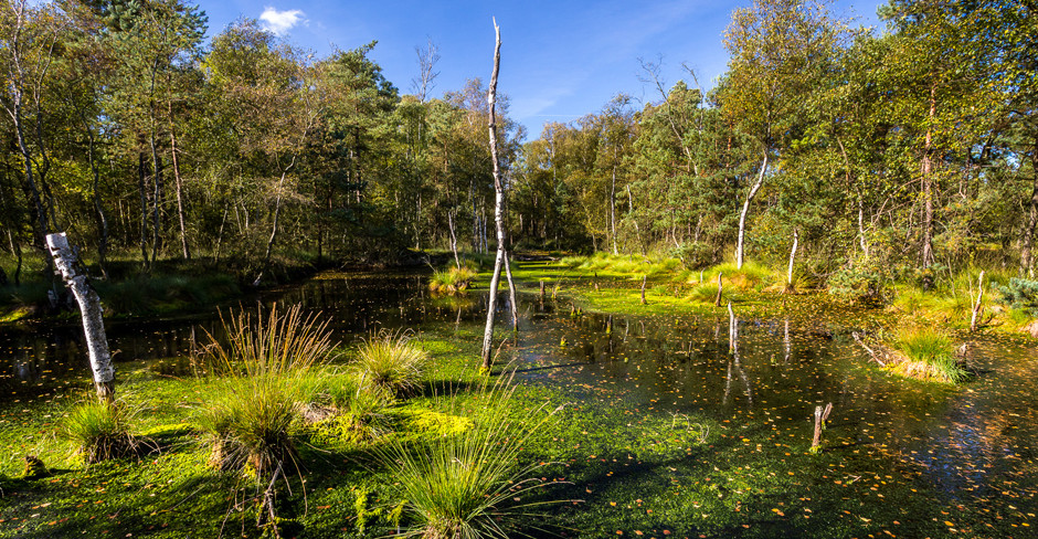 Der Lebensraum Moor für Vögel