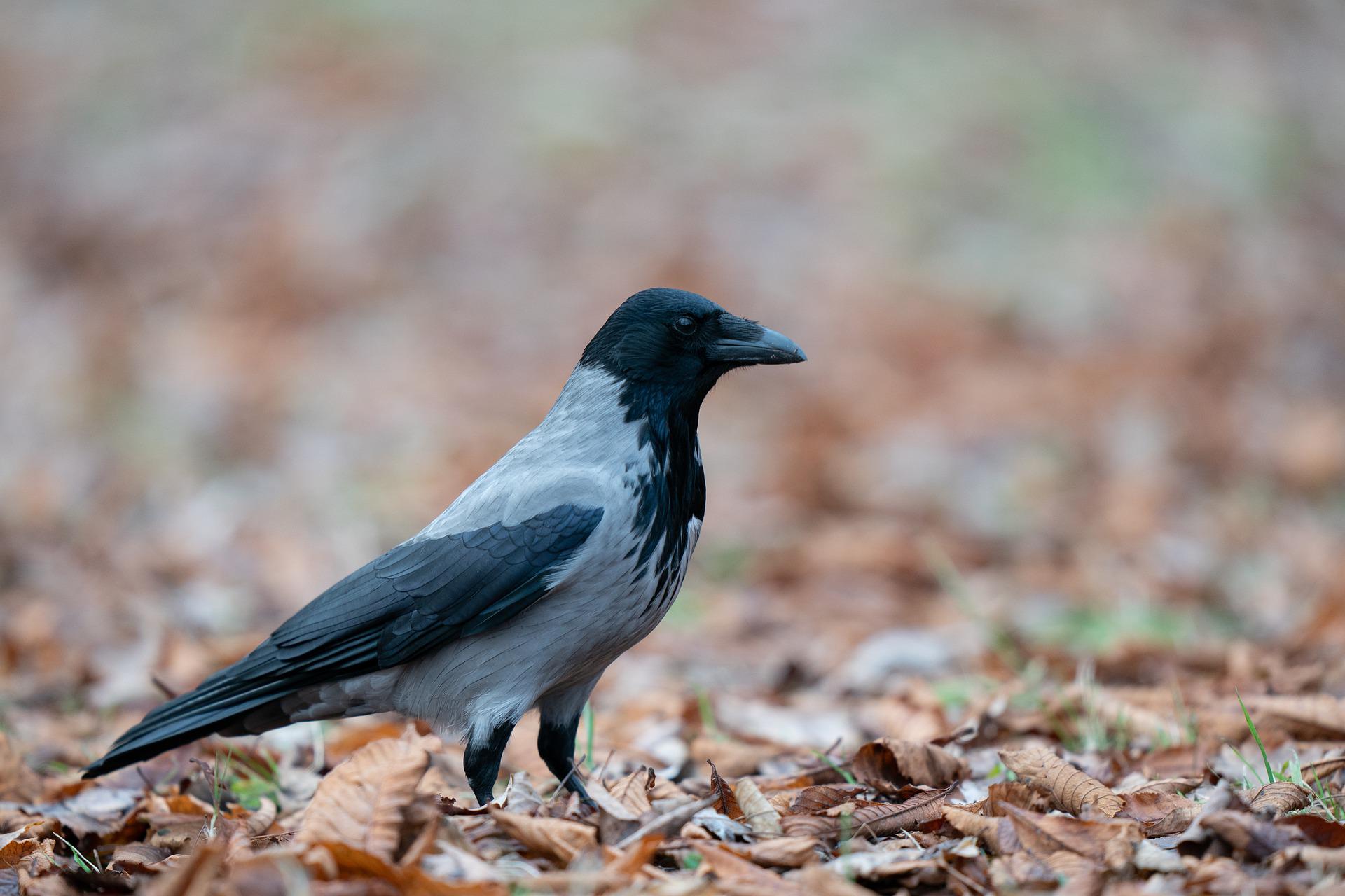 Tipps zur Bestimmung: Krähenvögel in Deutschland