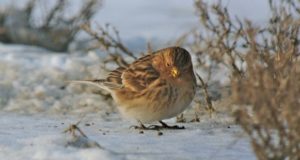 Finken - Vogel & Natur