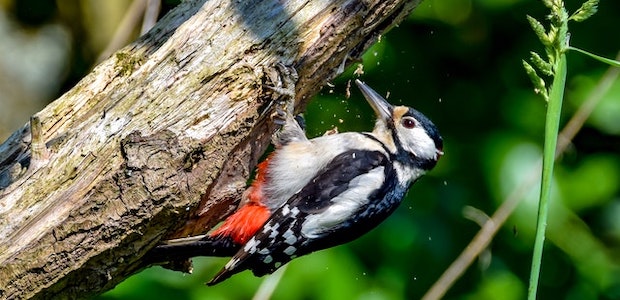 Das Klopfen der Spechte: Spechtarten unterscheiden - Vogel & Natur