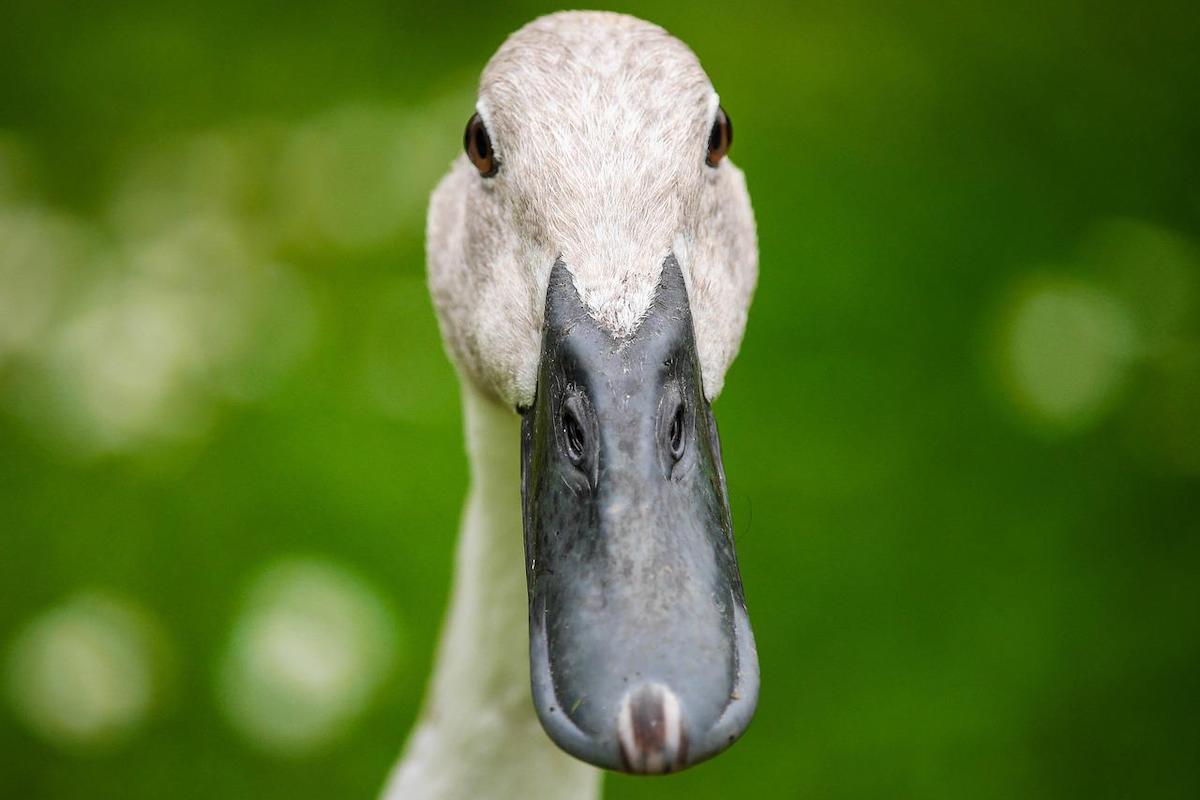 Spitz, lang, gebogen: Die Schnabelformen der Vögel - Vogel & Natur