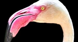 Vogelwelt - Vogel & Natur