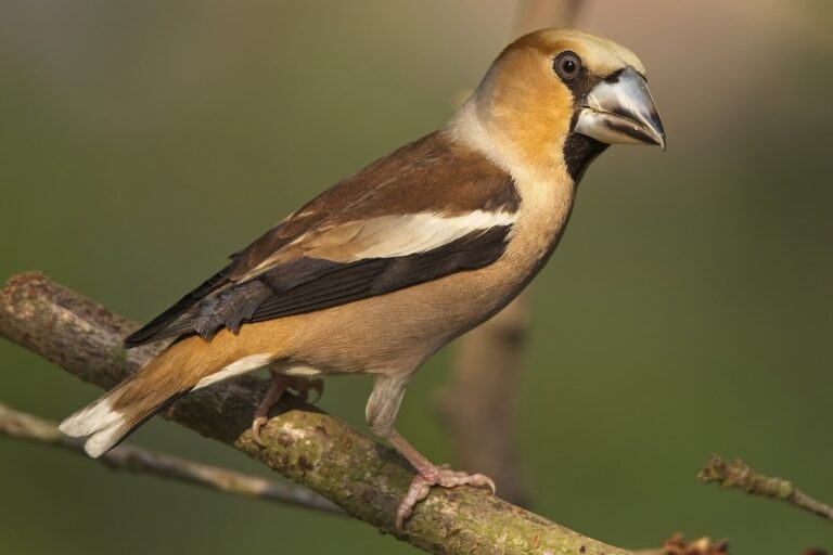 Spitz, lang, gebogen: Die Schnabelformen der Vögel - Vogel & Natur