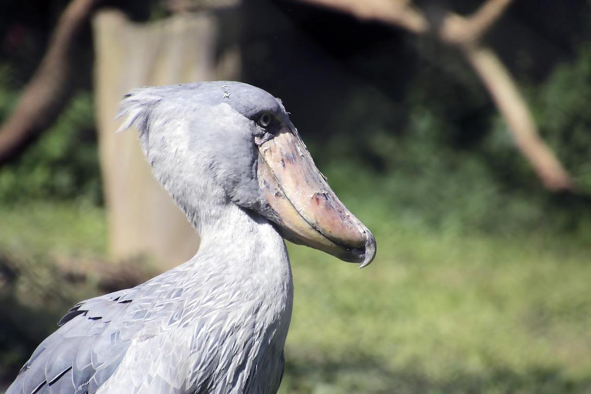Spitz, lang, gebogen: Die Schnabelformen der Vögel - Vogel & Natur