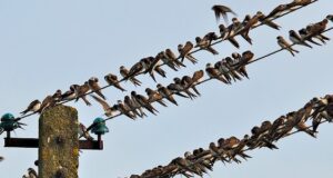 Vogelwelt - Vogel & Natur