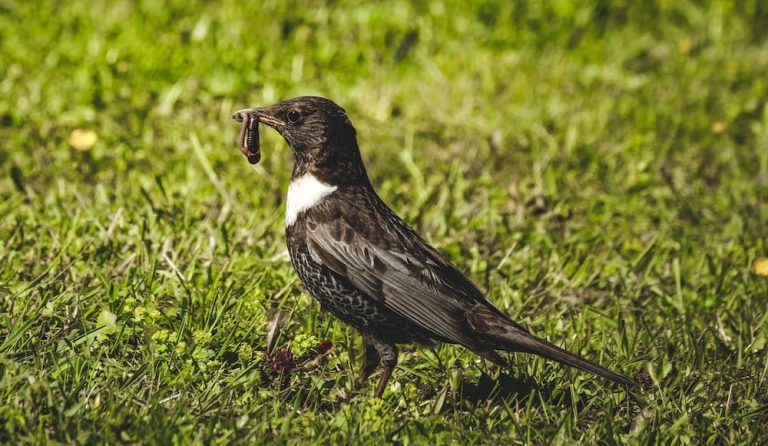 Drosseln – eine artenreiche Vogelfamilie - Vogelbeobachtung in Deutschland