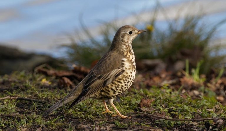 Drosseln – eine artenreiche Vogelfamilie - Vogelbeobachtung in Deutschland